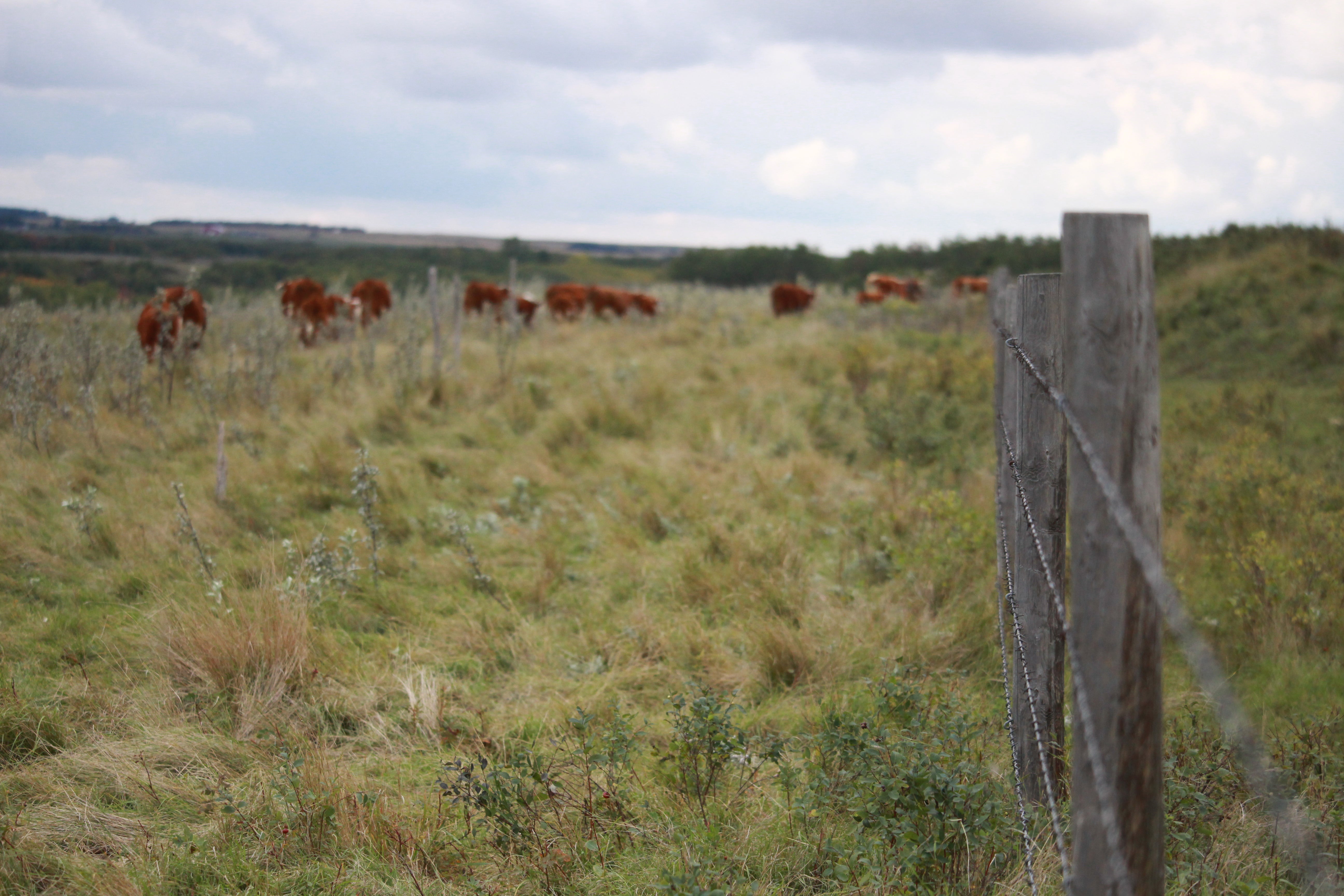 Regenerative Ranching: How Healthy Soil, Cattle, and Conservation Work ...